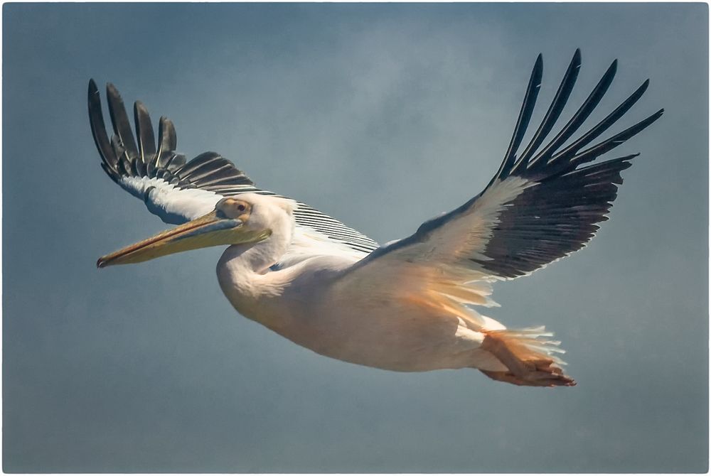 Pelikan Foto & Bild | natur, tiere, wildlife Bilder auf fotocommunity