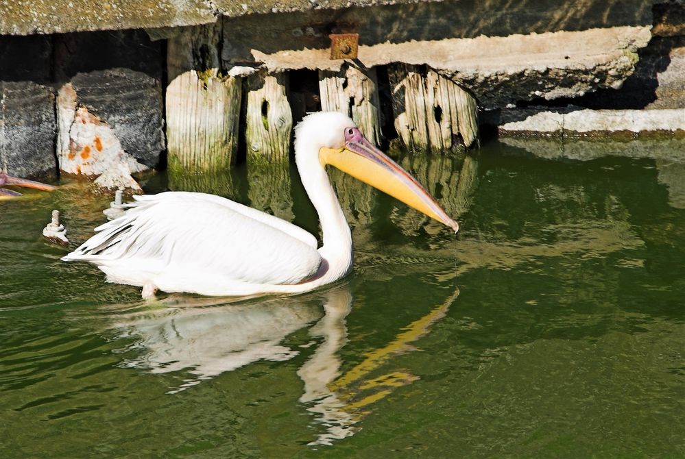 Pelikan Foto & Bild | tiere, wildlife, wild lebende vögel Bilder auf ...