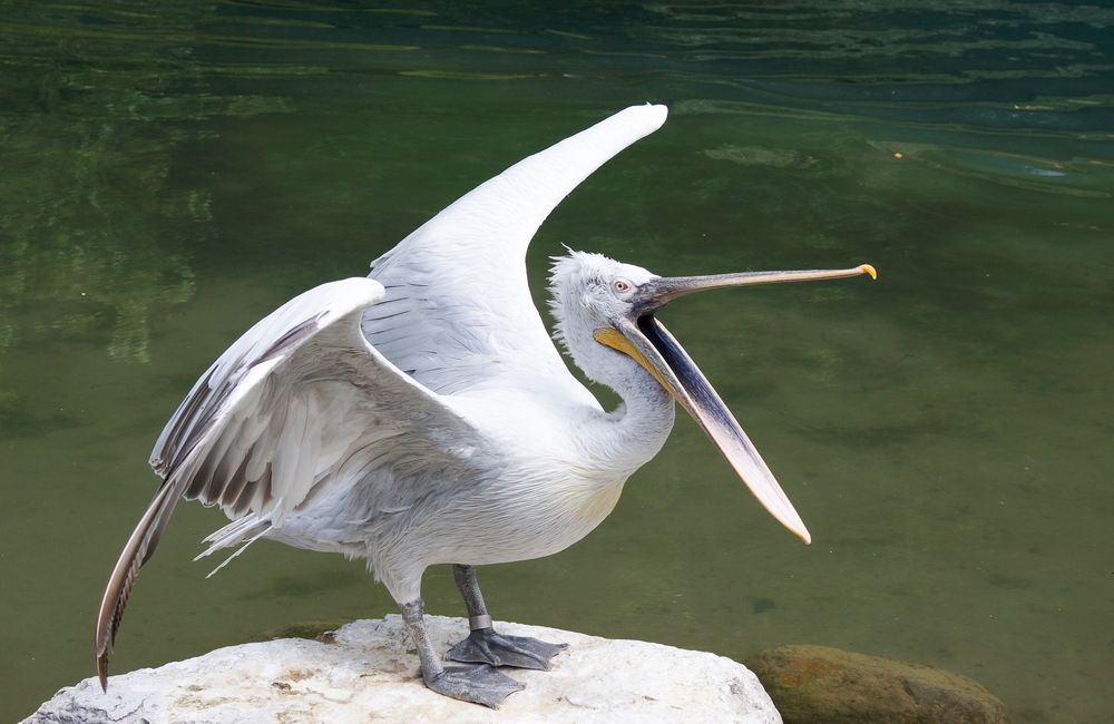 Pelikan Foto & Bild | tiere, zoo, wildpark & falknerei, vögel Bilder ...