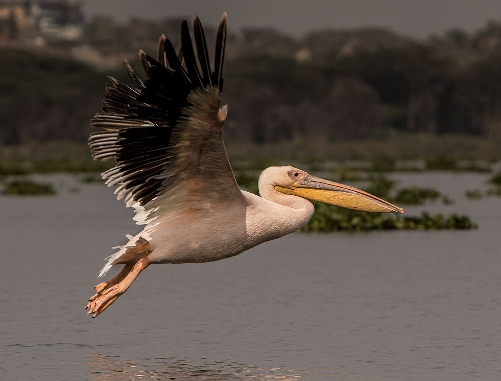 Pelikan Foto & Bild | tiere, wildlife, wild lebende vögel Bilder auf ...
