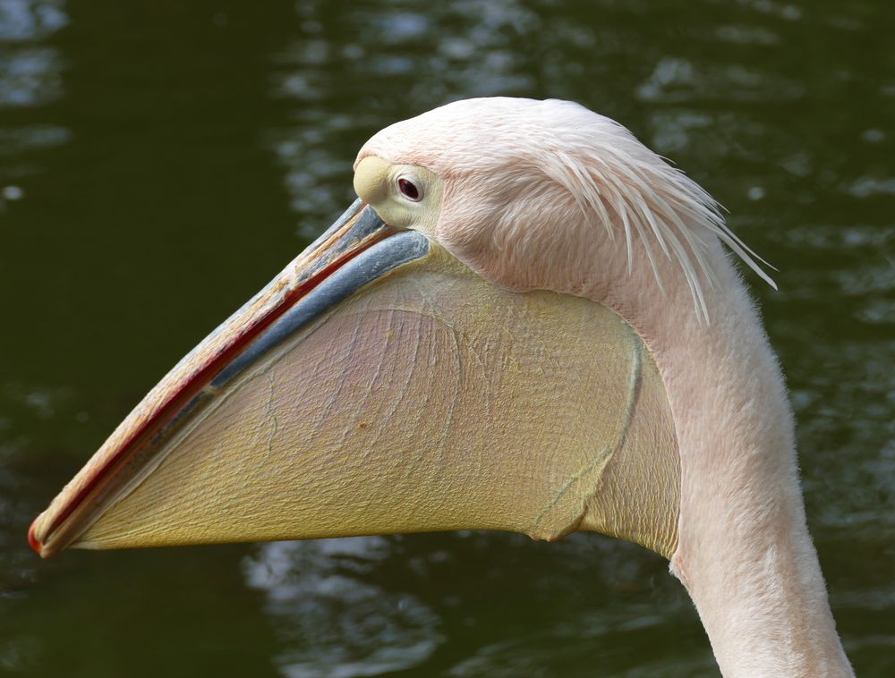 Pelikan Foto & Bild | natur, landschaft, pflanzen Bilder auf fotocommunity