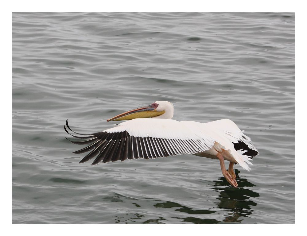 Pelikan Foto & Bild | tiere, wildlife, wild lebende vögel Bilder auf ...
