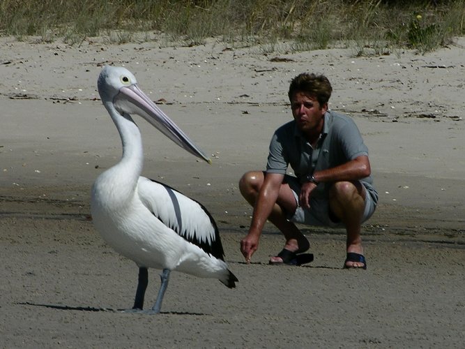 Pelikan - Annäherung Foto & Bild | tiere, tier und mensch, natur Bilder ...
