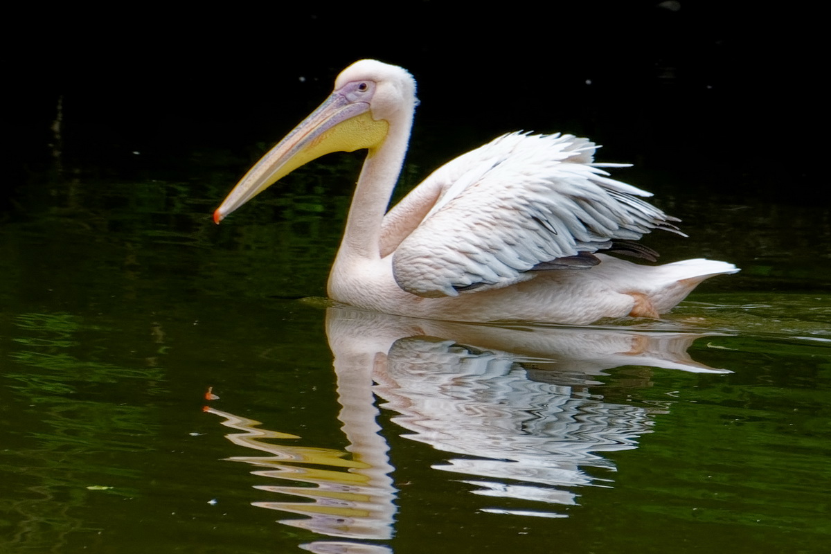 Pelikan Foto & Bild | tiere, zoo, wildpark & falknerei, vögel Bilder ...