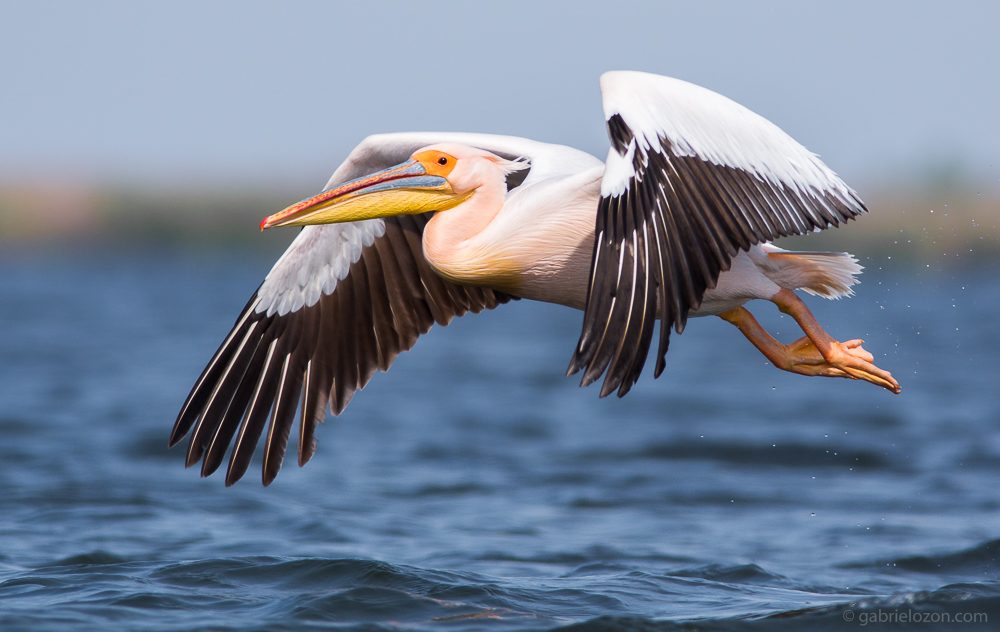 Pelikan Foto & Bild | tiere, wildlife, wild lebende vögel Bilder auf ...
