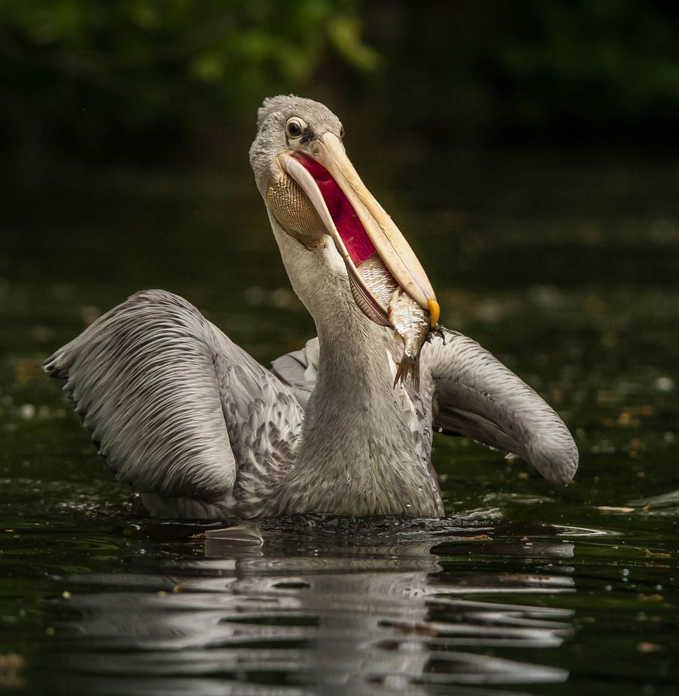 Pelikan mit Fisch Foto & Bild | natur, tiere, vögel Bilder auf ...