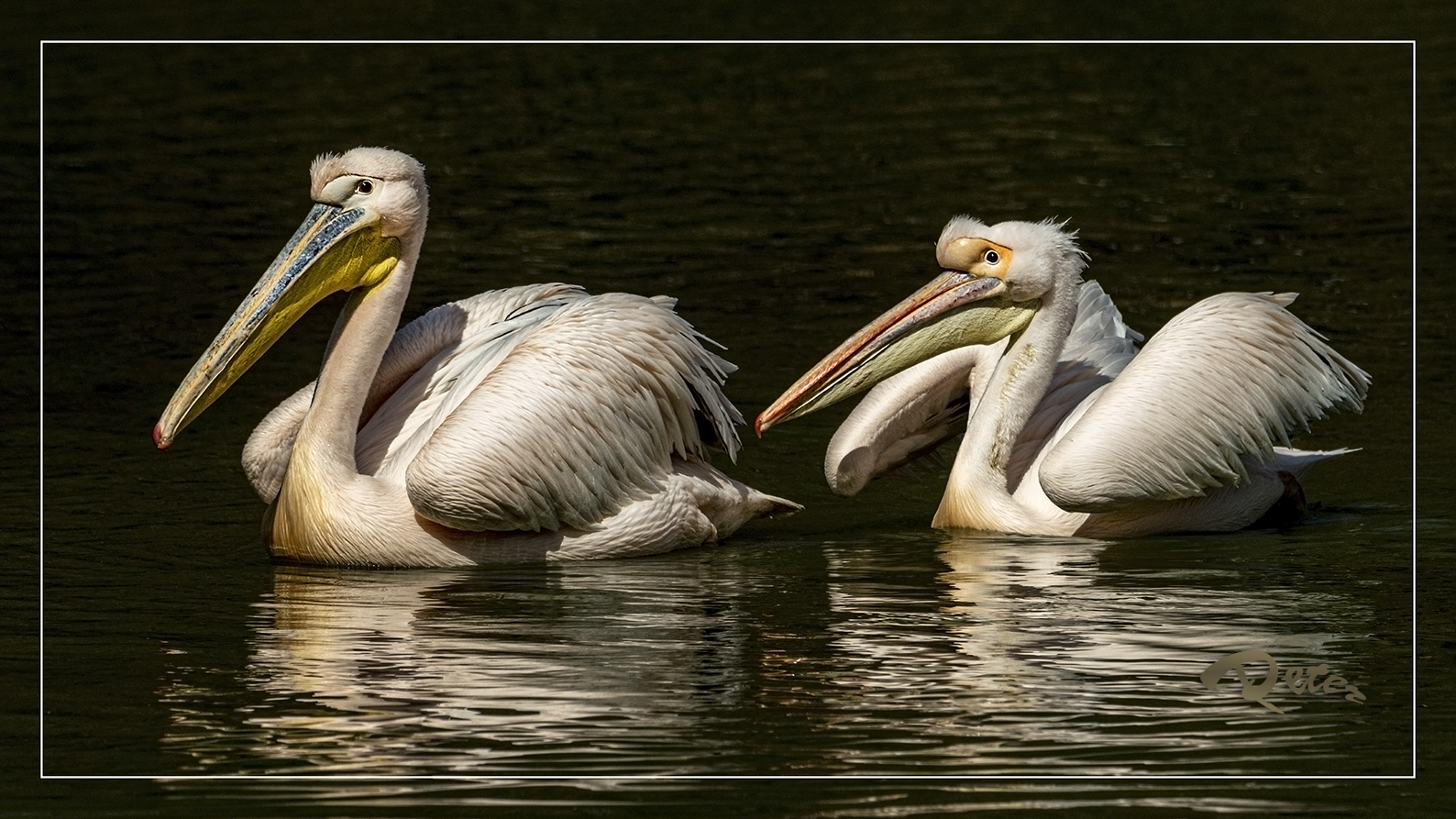 Pelikane Foto & Bild | tiere, zoo, wildpark & falknerei, vögel Bilder ...
