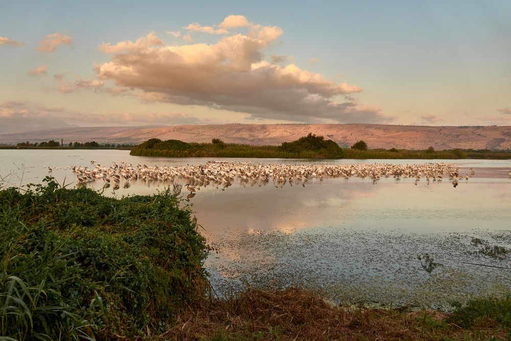 Pelikane in Agamon Hahula Foto & Bild | tiere, wildlife, wild lebende ...