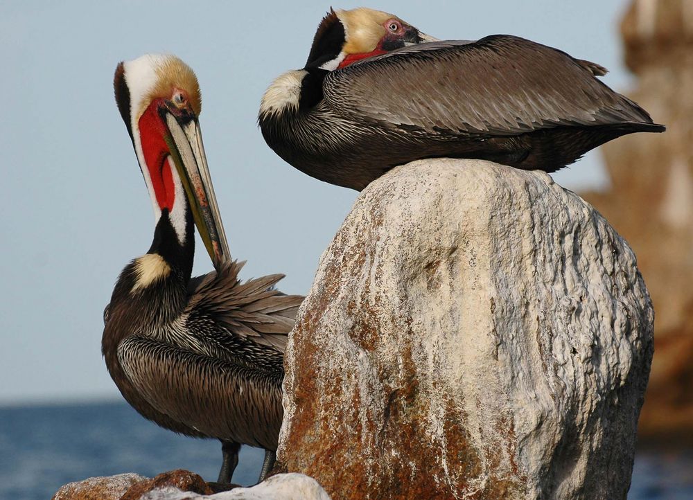 Pelikan_I Foto & Bild | tiere, wildlife, wild lebende vögel Bilder auf ...