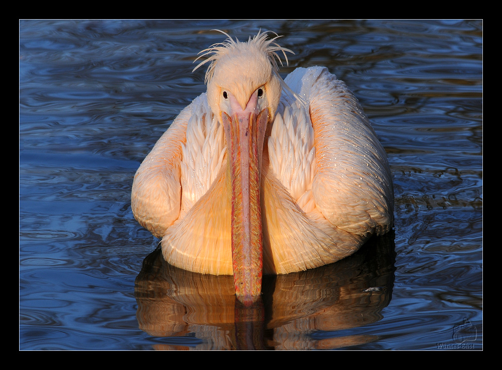 Pelikano Foto & Bild | tiere, zoo, wildpark & falknerei, vögel Bilder auf fotocommunity