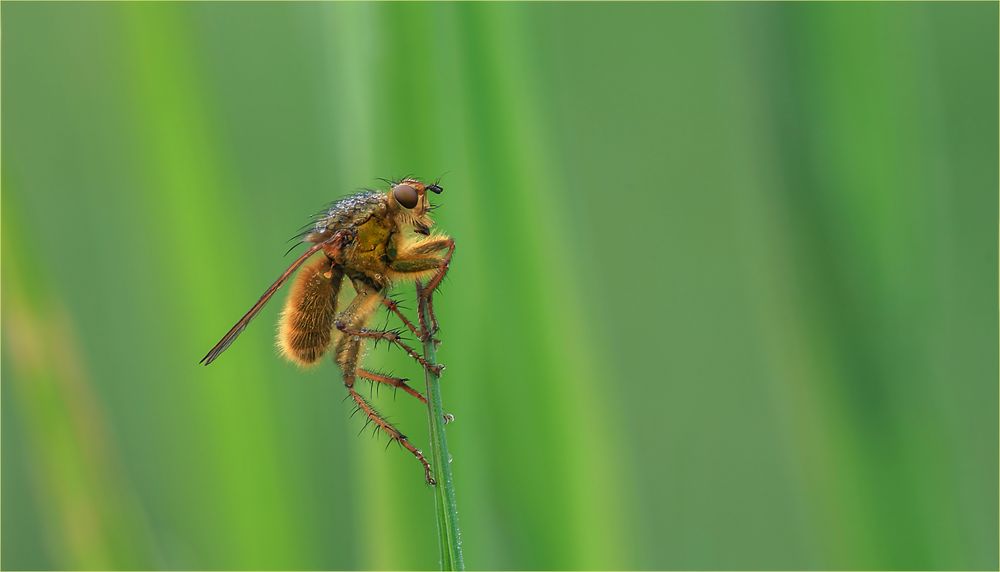 pelzig.... Foto & Bild | tiere, wildlife, insekten Bilder auf fotocommunity