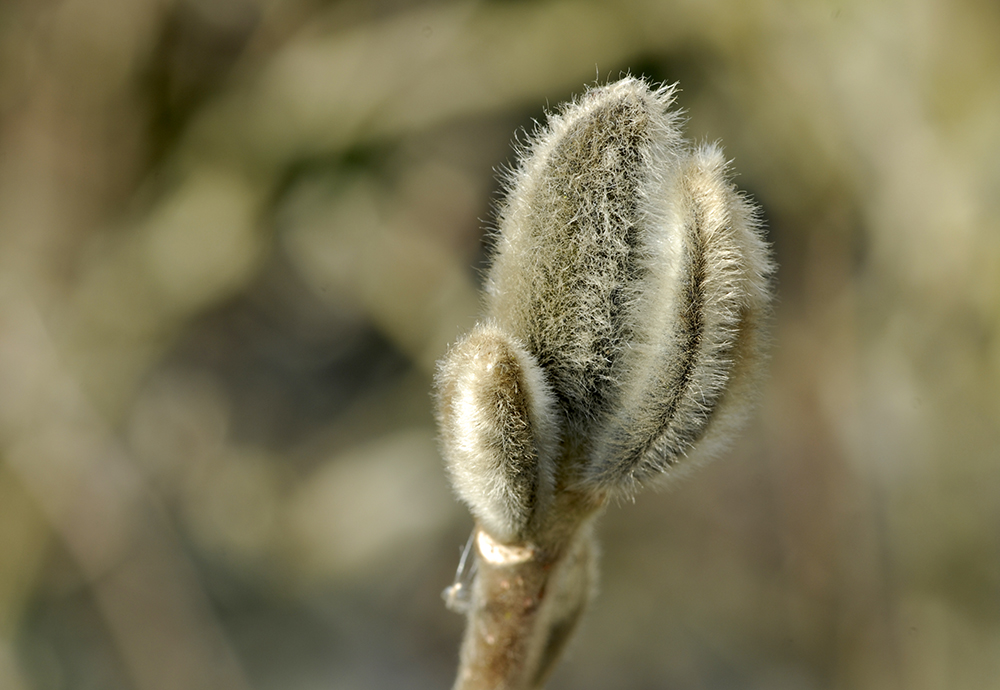 Pelzig Foto & Bild | pflanzliches, natur Bilder auf fotocommunity