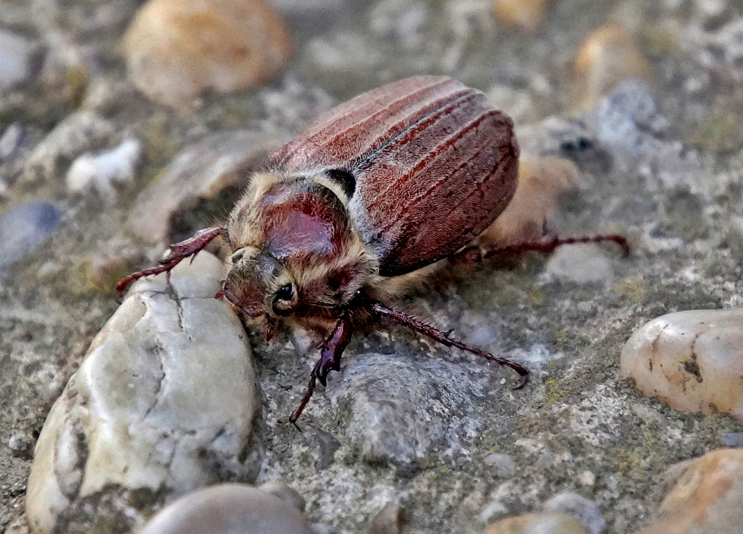Pelzig Foto & Bild | insekten, käfer, maikäfer Bilder auf fotocommunity