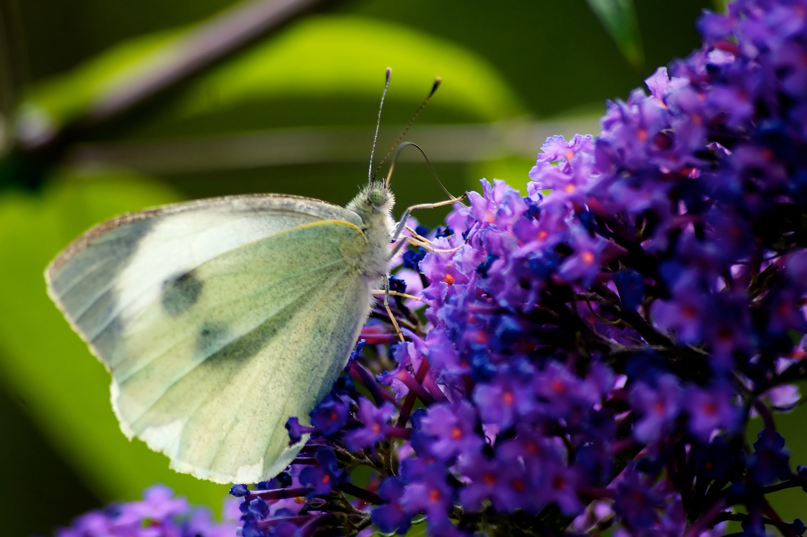 Pelzig Foto & Bild | tiere, wildlife, schmetterlinge Bilder auf ...