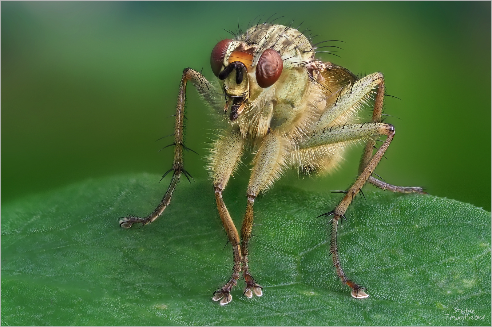 pelzig Foto & Bild | makro, natur, fliegen Bilder auf fotocommunity