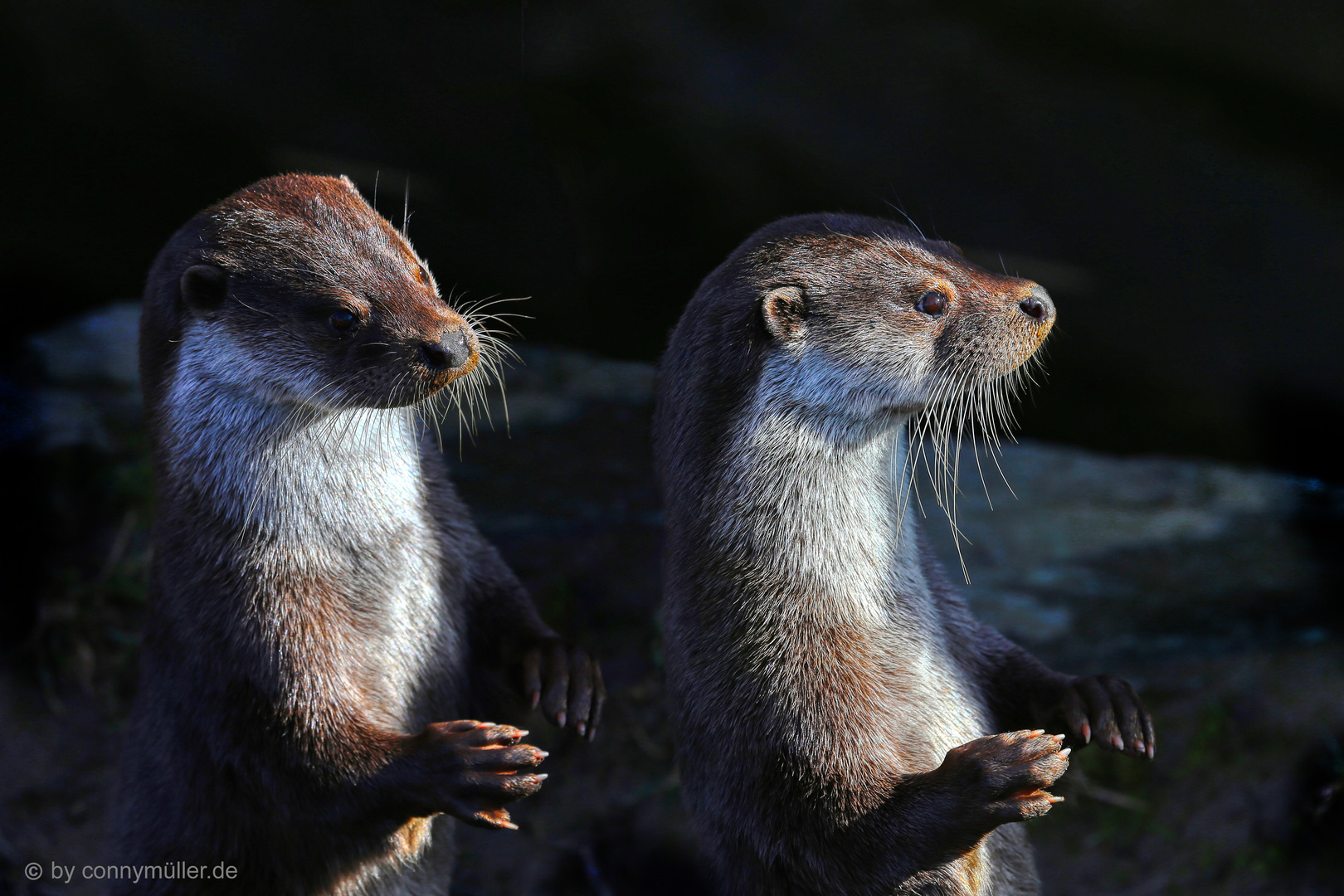 Pelzig Foto & Bild | tierisch, zwergotter, zoo köln Bilder auf ...