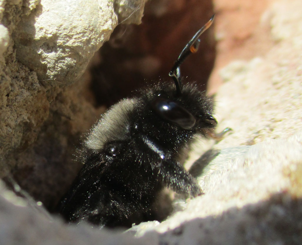 pelzig Foto & Bild | insekten, natur, tiere Bilder auf fotocommunity