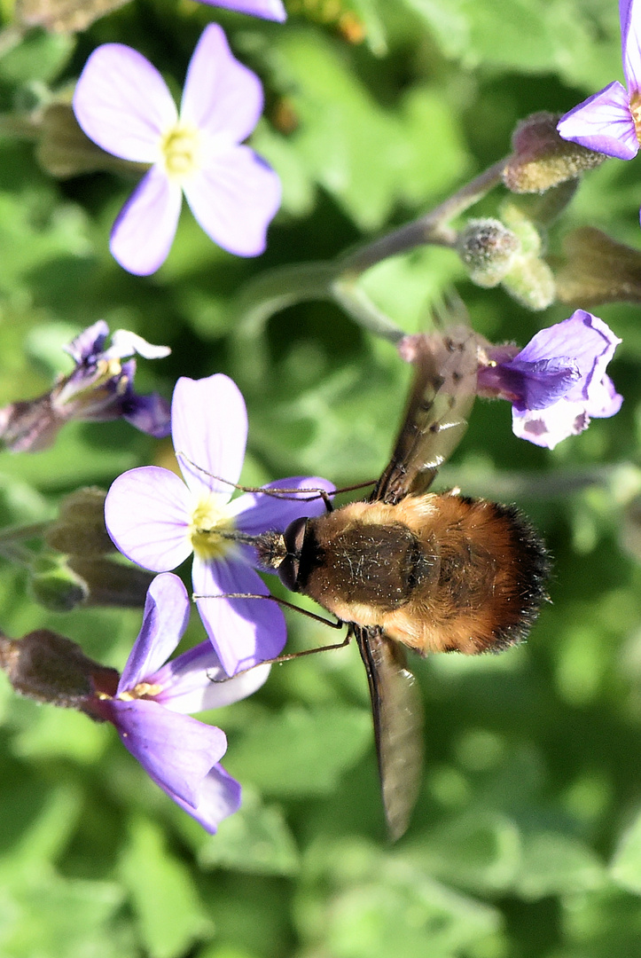 Pelziger Geselle Foto & Bild | makro, natur, insekten Bilder auf ...