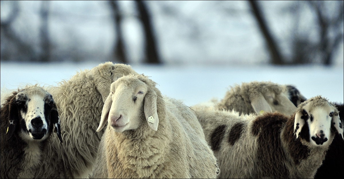 Pelztiere Foto & Bild | winter, schaf, natur Bilder auf fotocommunity