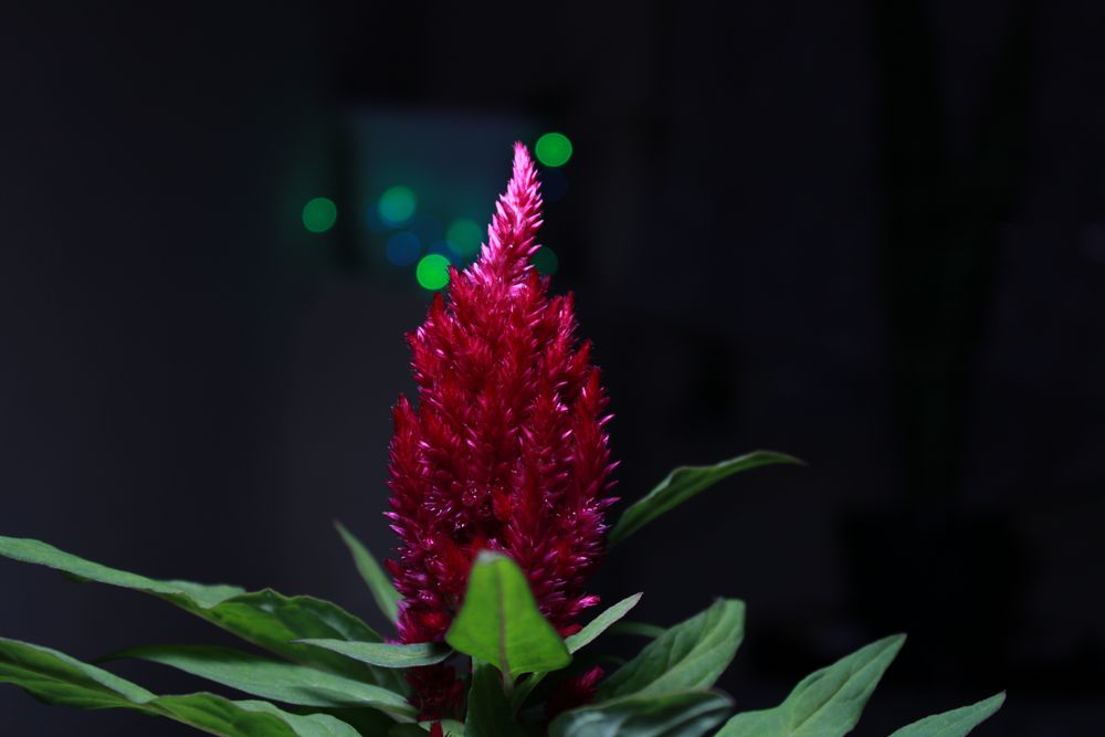 penacho Imagen & Foto | plantas, flores, naturaleza Fotos de fotocommunity