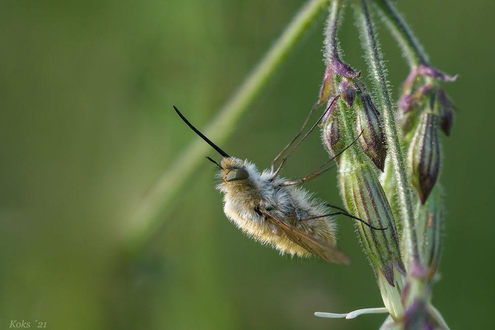 Penner Foto & Bild | makro, frühling, natur Bilder auf fotocommunity