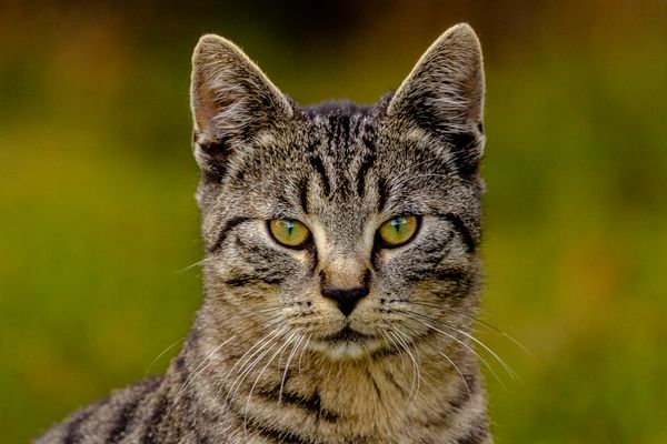 Katzen, Katzenbilder, Katzenfotos