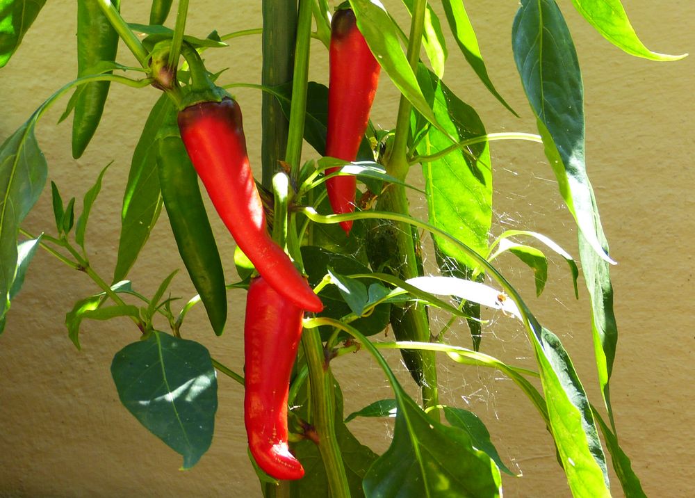 Peperoni, Foto & Bild | pflanzen, pilze & flechten, früchte und beeren ...