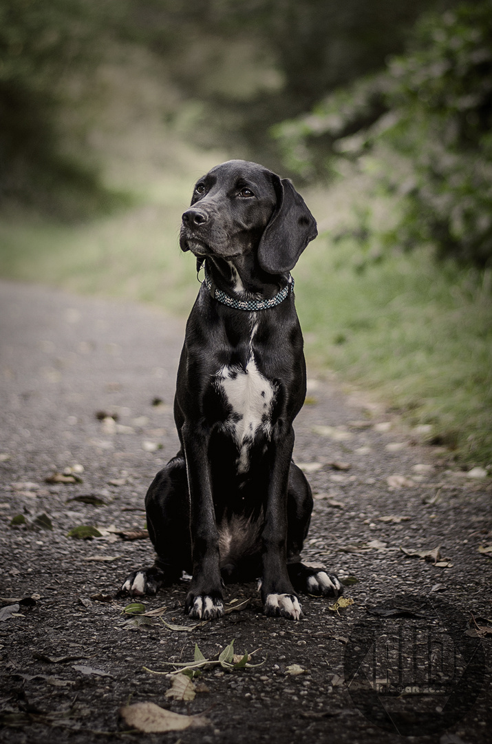 Peppels 01 Foto & Bild | tiere, haustiere, hunde Bilder auf fotocommunity