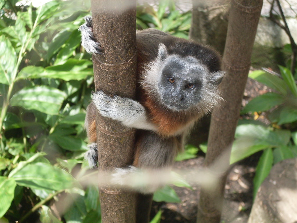 Pequeño simio Imagen & Foto | nature, animales, wildlife Fotos de ...