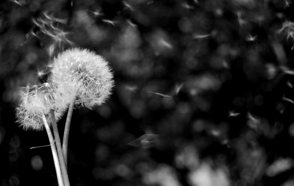 per un soffio....... Foto % Immagini| criticatemi!, temi Foto su ...