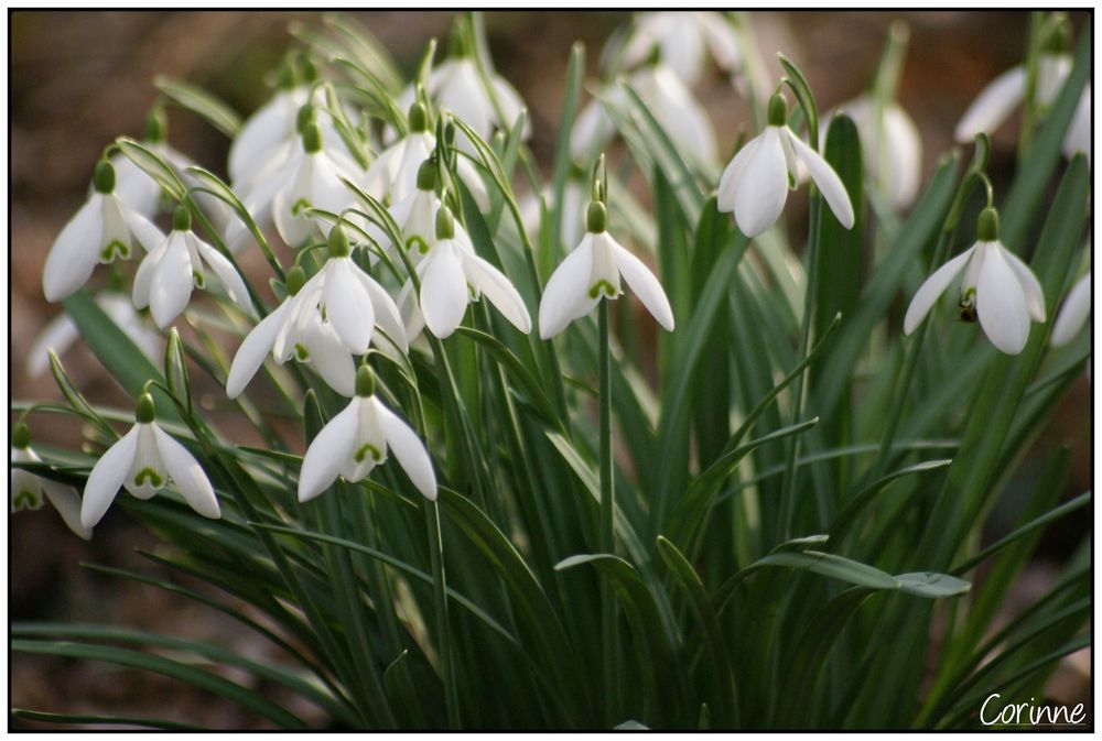 Perce-neige photo et image | fleurs, nature Images fotocommunity