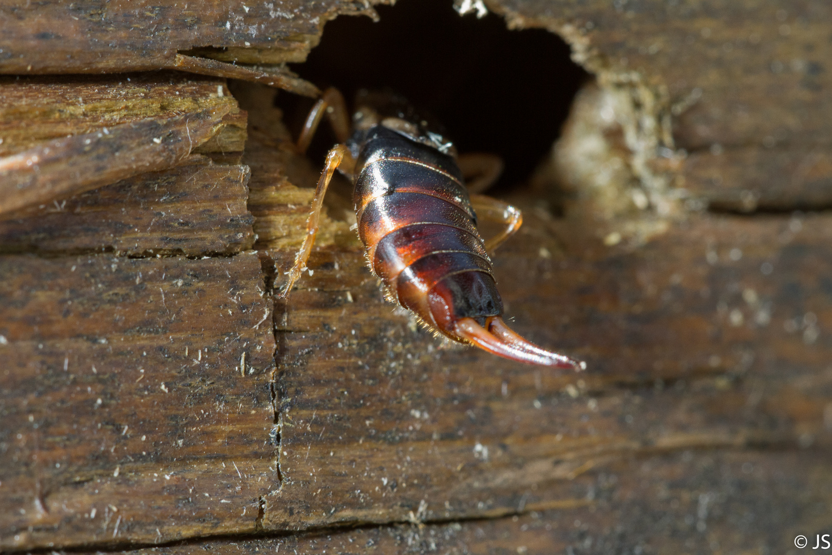 perce oreille photo et image | macro nature, macro insectes, nature ...