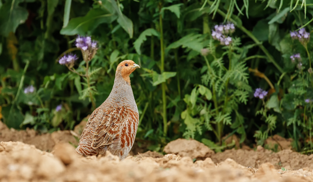Perdix Foto & Bild | tiere, wildlife, wild lebende vögel Bilder auf ...