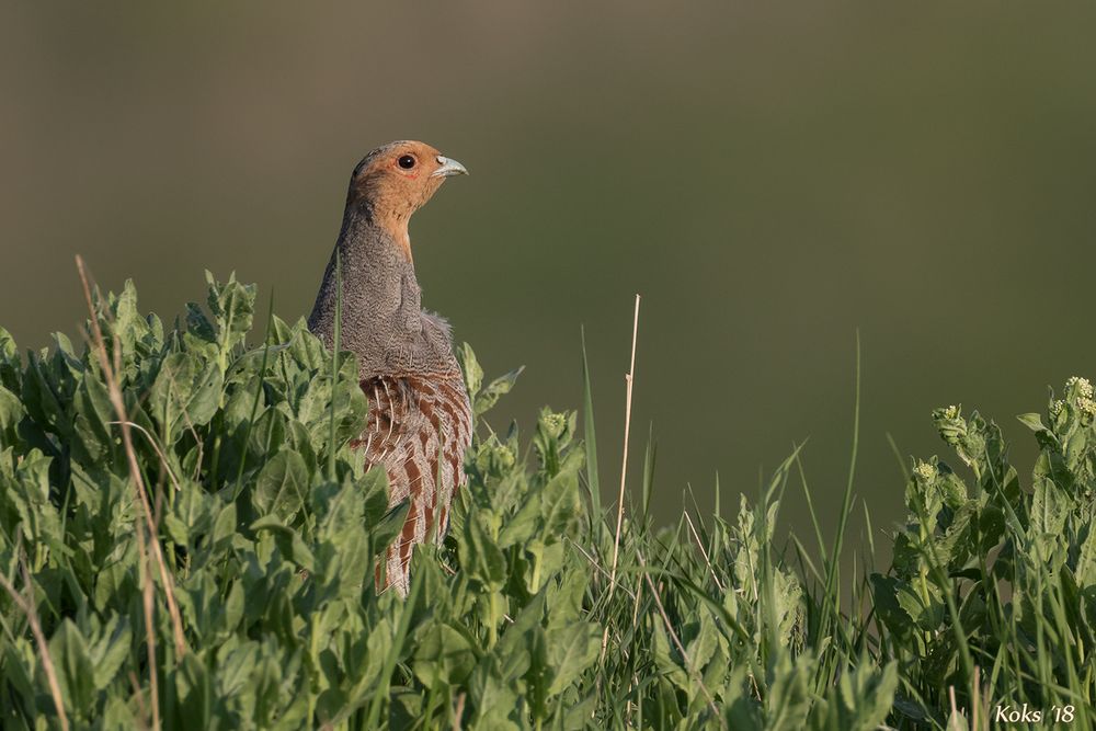 Perdix perdix Foto & Bild | tiere, wildlife, wild lebende vögel Bilder ...