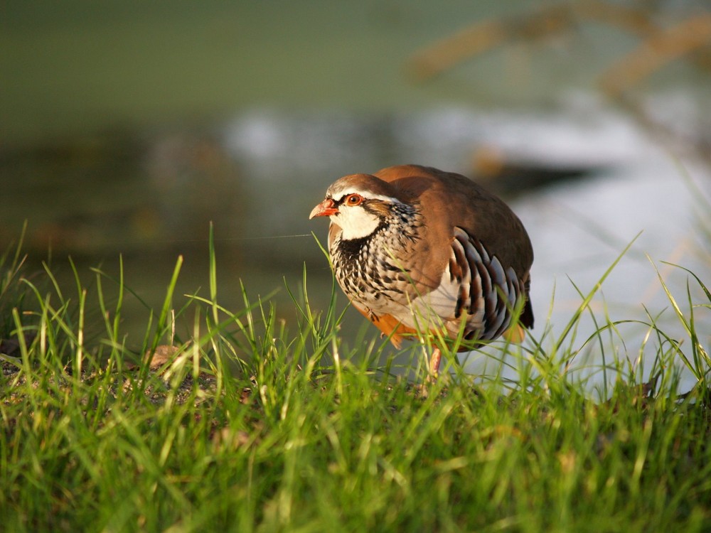 perdreau photo et image | animaux, animaux sauvages, oiseaux Images ...