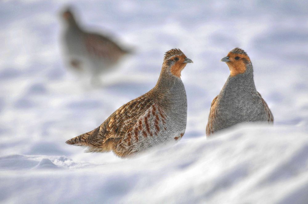 Perdrix photo et image | animaux, animaux sauvages, oiseaux Images ...