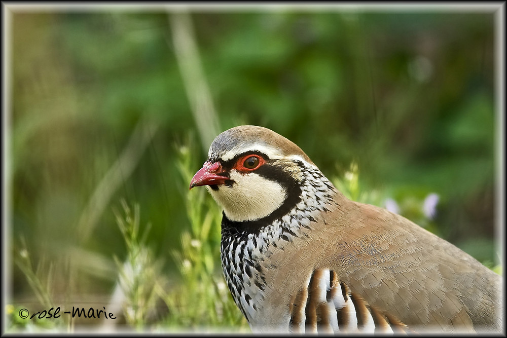 perdrix rouge photo et image | animaux, animaux sauvages, oiseaux ...