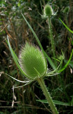 Disteln & Karden Bilder & Fotos