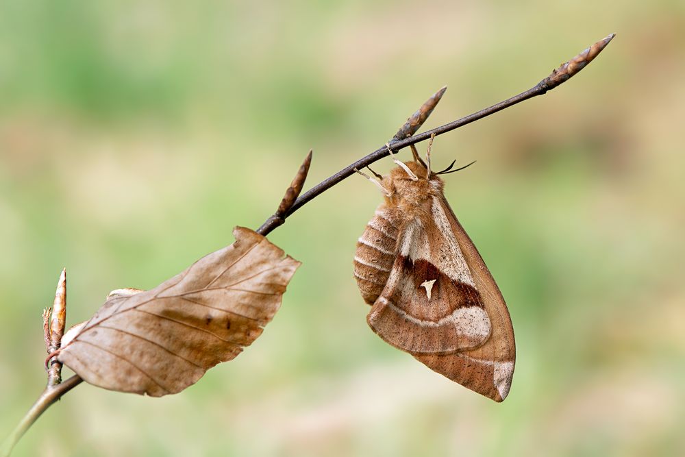 Perfekte Tarnung Foto & Bild | makro, natur, nahaufnahme Bilder auf ...