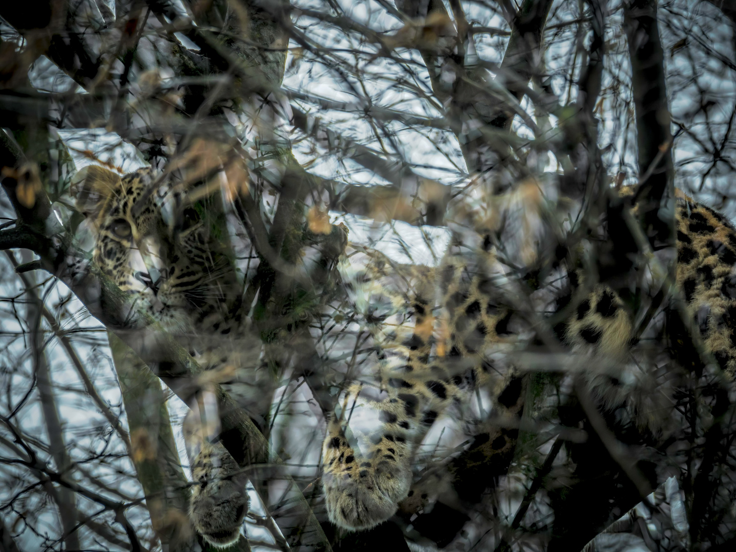 perfekte Tarnung Foto & Bild | tiere, zoo, wildpark & falknerei ...