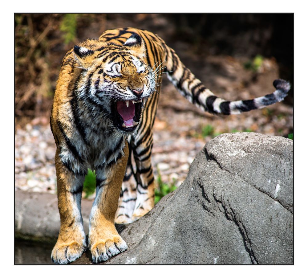 Perfektes Gebiss Foto & Bild | motive, spezial Bilder auf fotocommunity