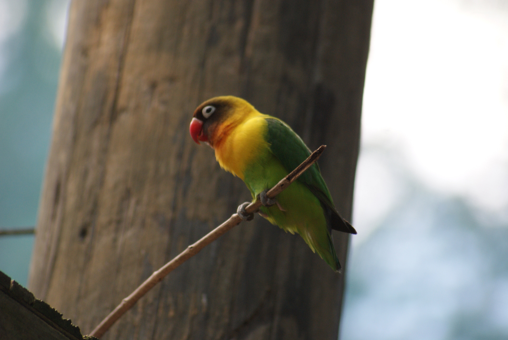 perico agaporni Imagen & Foto | animales, naturaleza Fotos de fotocommunity