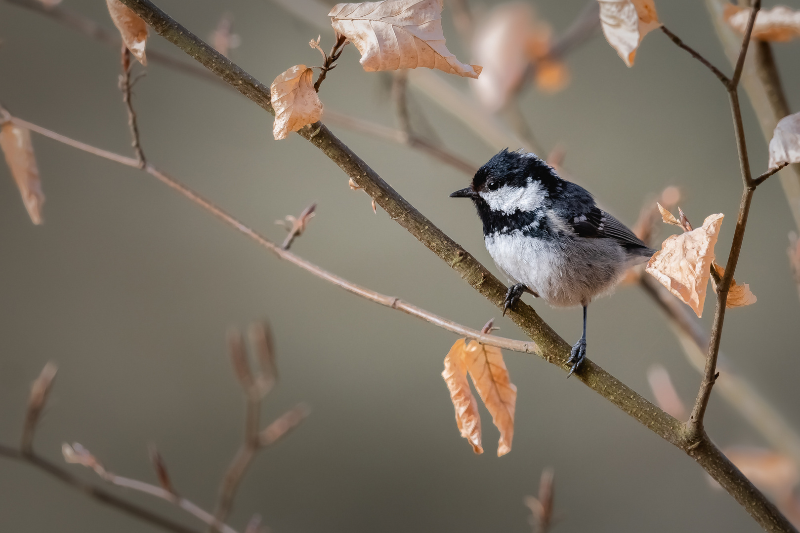 Periparus ater Foto & Bild | tiere, wildlife, wild lebende vögel Bilder ...
