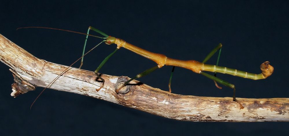 Periphetes forcipatus Foto & Bild | natur, insekten, tiere Bilder auf ...