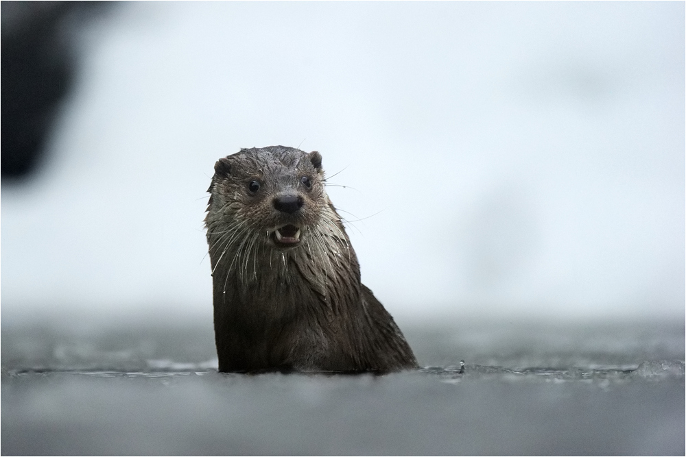 Periskop Foto & Bild | tiere, zoo, wildpark & falknerei, säugetiere ...