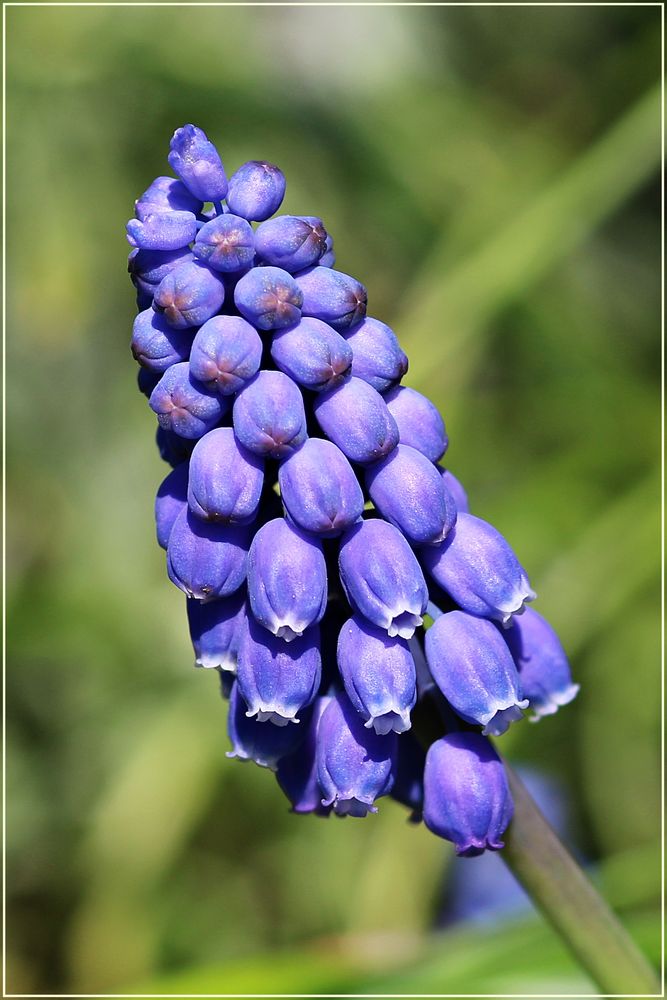 Perl-Hyazinthe Foto & Bild | pflanzen, pilze & flechten, blüten ...