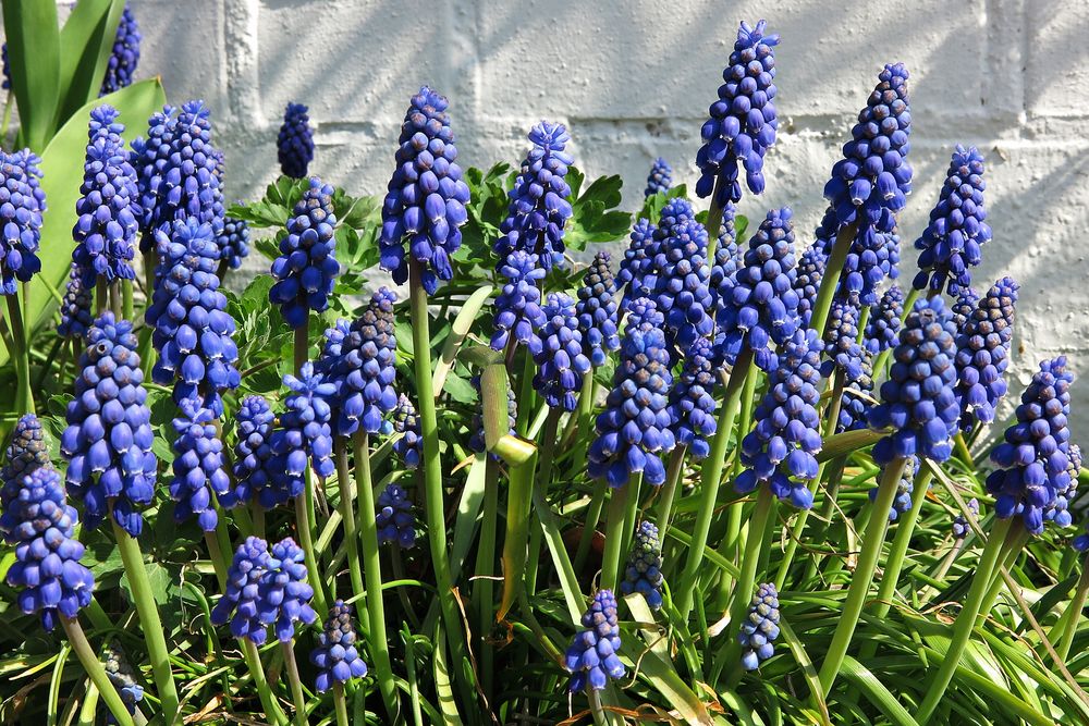 Perl-Hyazinthen Foto & Bild | pflanzen, pilze & flechten, blüten ...