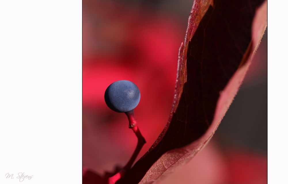 Perle Foto & Bild | spezial, makro, natur Bilder auf fotocommunity