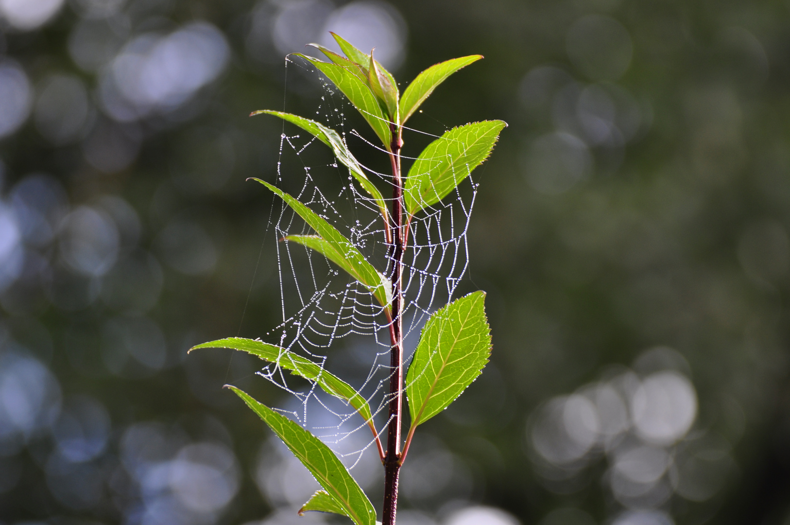 Perlen - Spinnennetz --- Foto & Bild | tiere, wildlife, spinnen Bilder ...