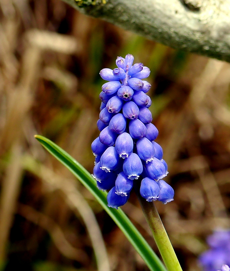 Perlhyazinthe Foto & Bild | pflanzen, pilze & flechten, blumen, natur ...